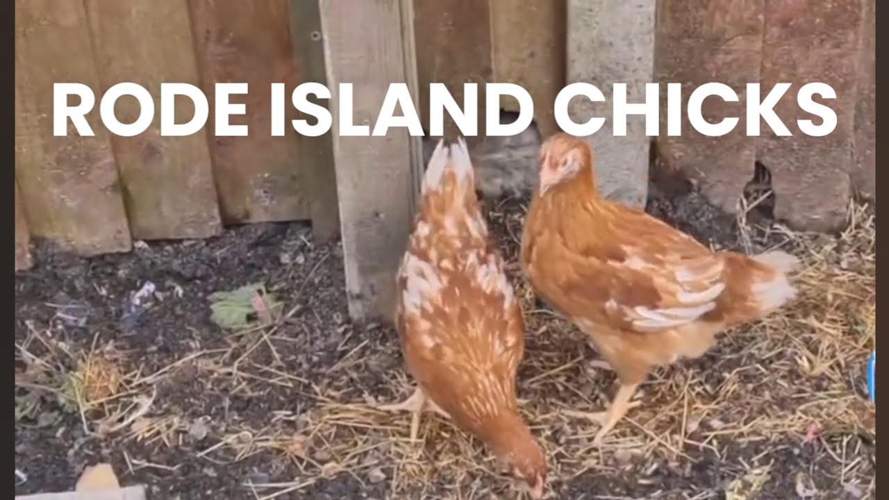 Rode Chicken Breed Chick's 16 Weeks Old - YouTube