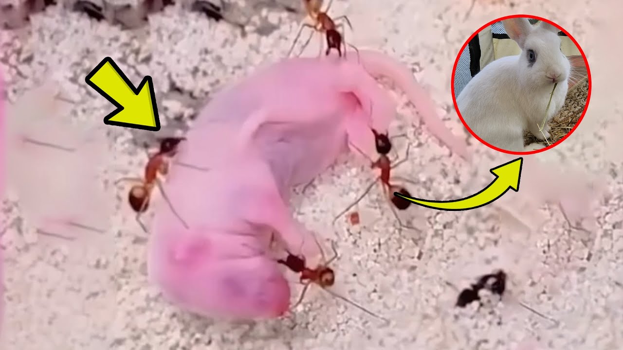 This Rabbit Was Left Broken on the Road, Miraculous Rescue - YouTube