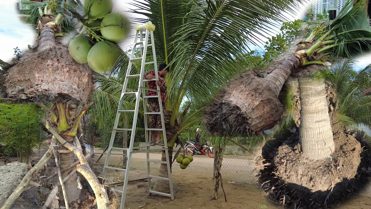 Full Videos | How to Remove Coconut Tree | Garden Village. - YouTube