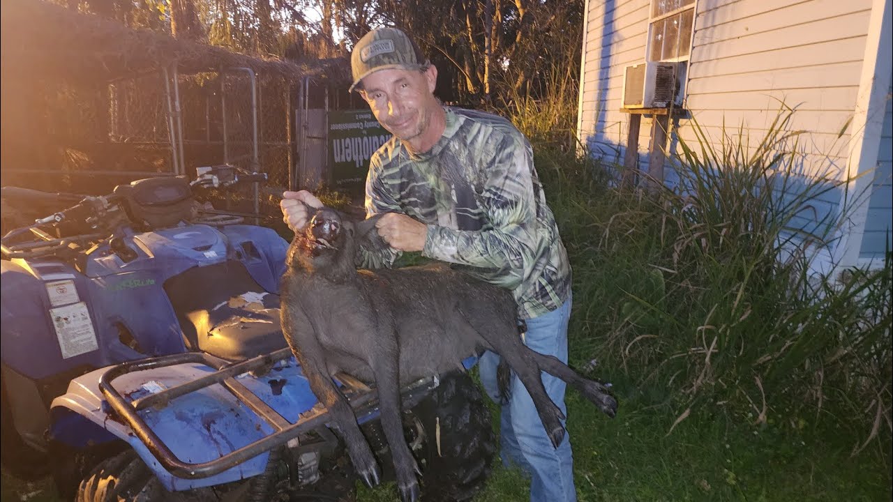 Covered Up In Hogs | Hog Down | South Florida Hog Hunt🐽🐖🐷 - YouTube