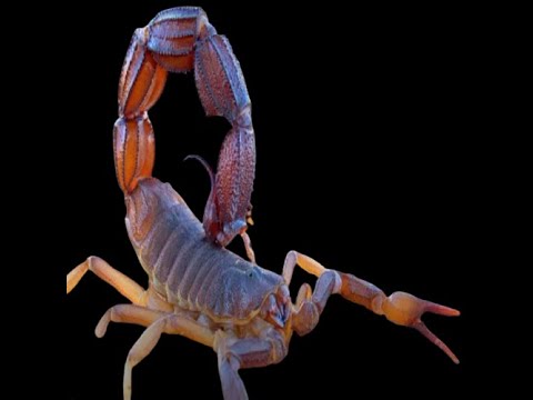 Cunaayga Dib qalooc yada ee saxaraha - YouTube