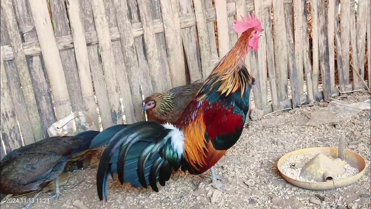 ອັບແດດພໍ່ພັນf2, saib qaib f2 tso poj zoo nraug kawg nawb cov phoojywg 13/11/2024 - YouTube