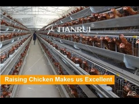 Maximize feeding efficiency with this automatic poultry farming machine ...