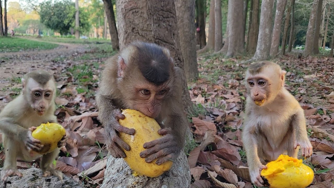 Monkey Snoopy, Lilo, Mollie eats some mango and lotus for snacks 💗🐒🥭 ...