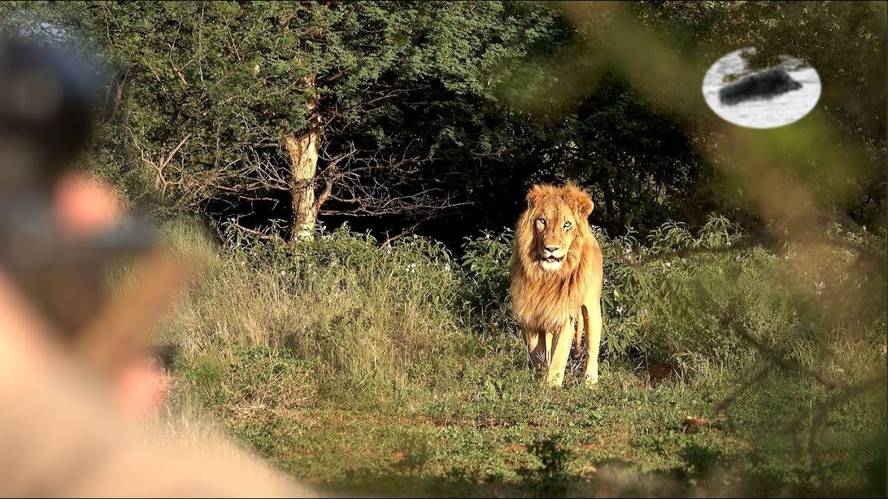 Lion charge on hunters - hunting in South Africa - Big five hunting ...