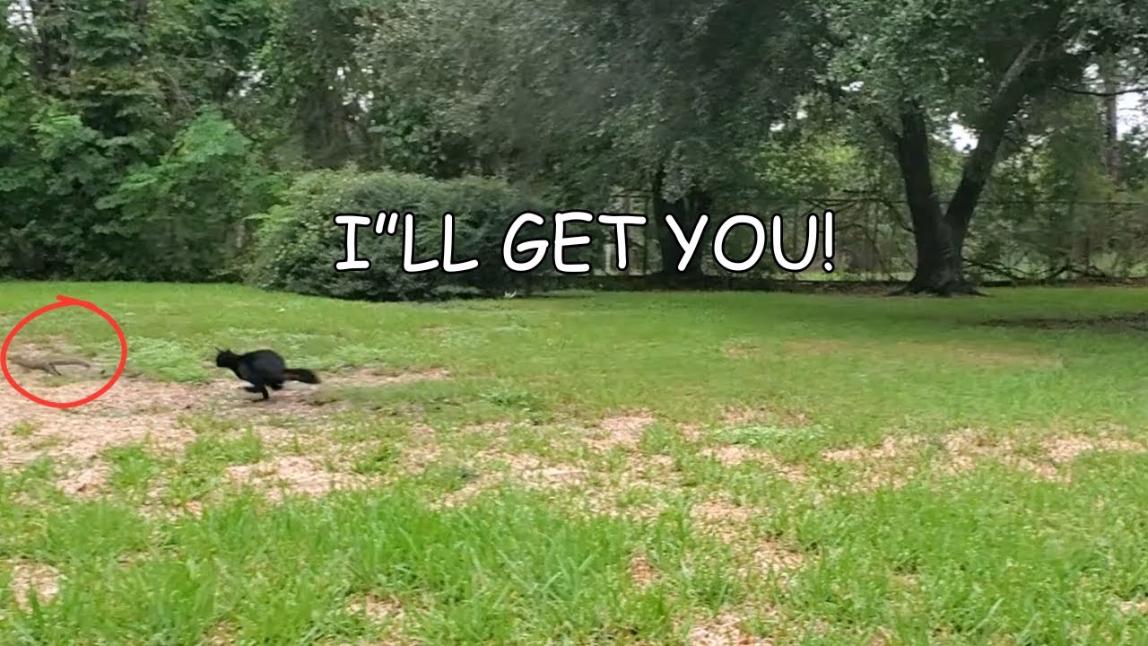 Cat chases a squirrel - YouTube