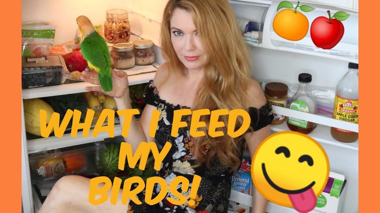Refrigerator Bird Room Tour - YouTube