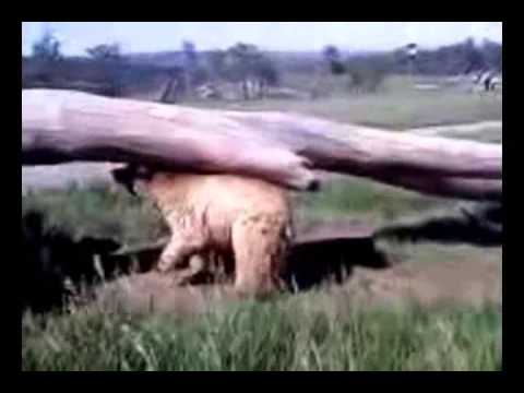 Ursus arctos (Ours brun, Braunbär, Urso-pardo, Boz ayı, Ós bru, Oso ...