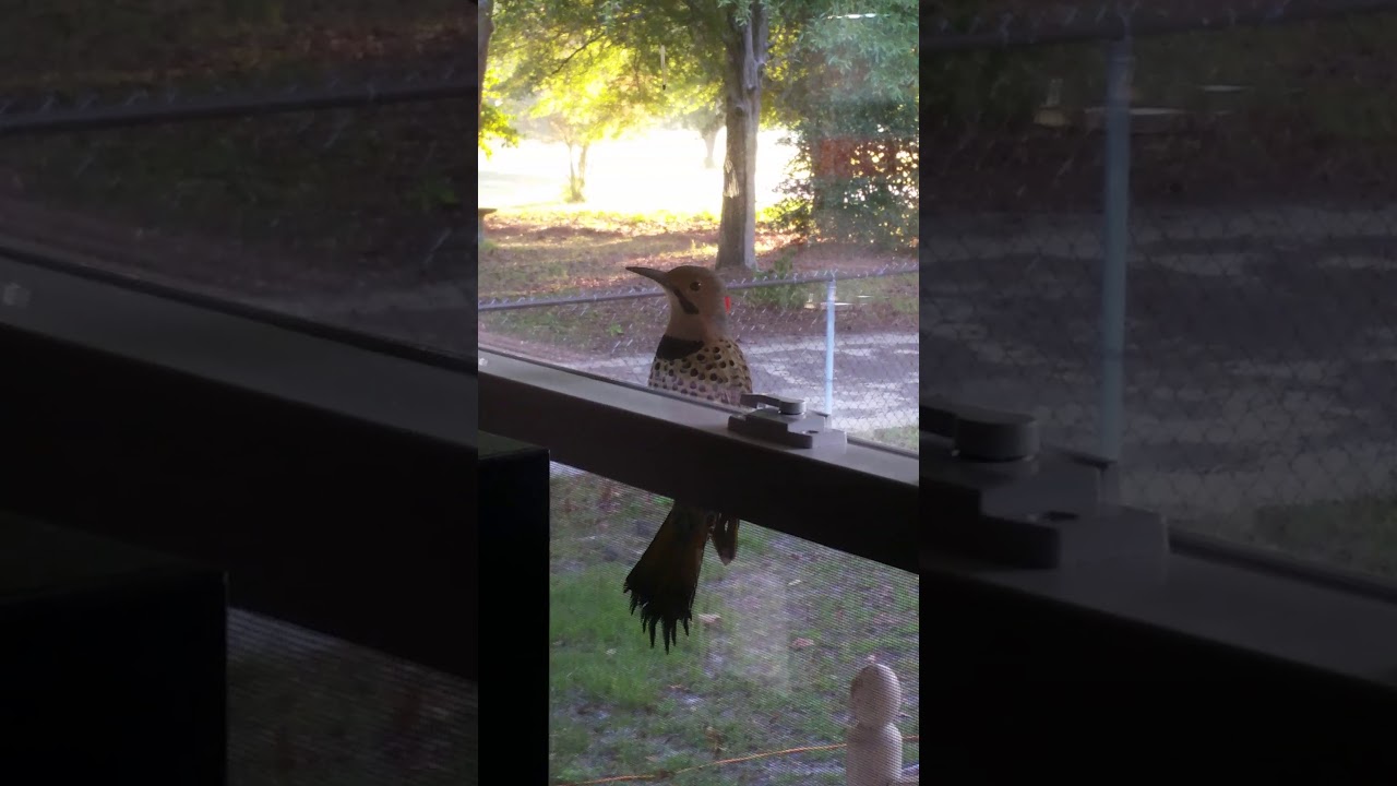 Woodpecker Pecking on my window - YouTube