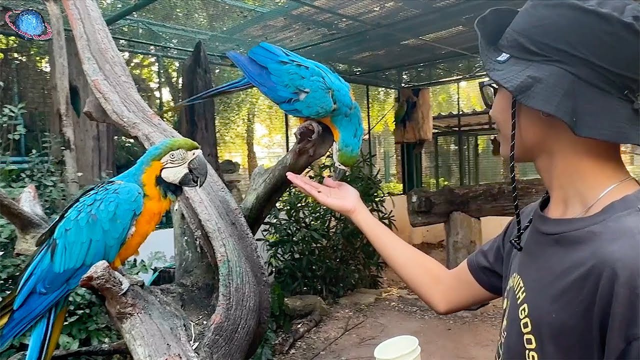 🇹🇭 THAILEX VDO Thailand's Parrot Park and Palm Garden Paradise - YouTube