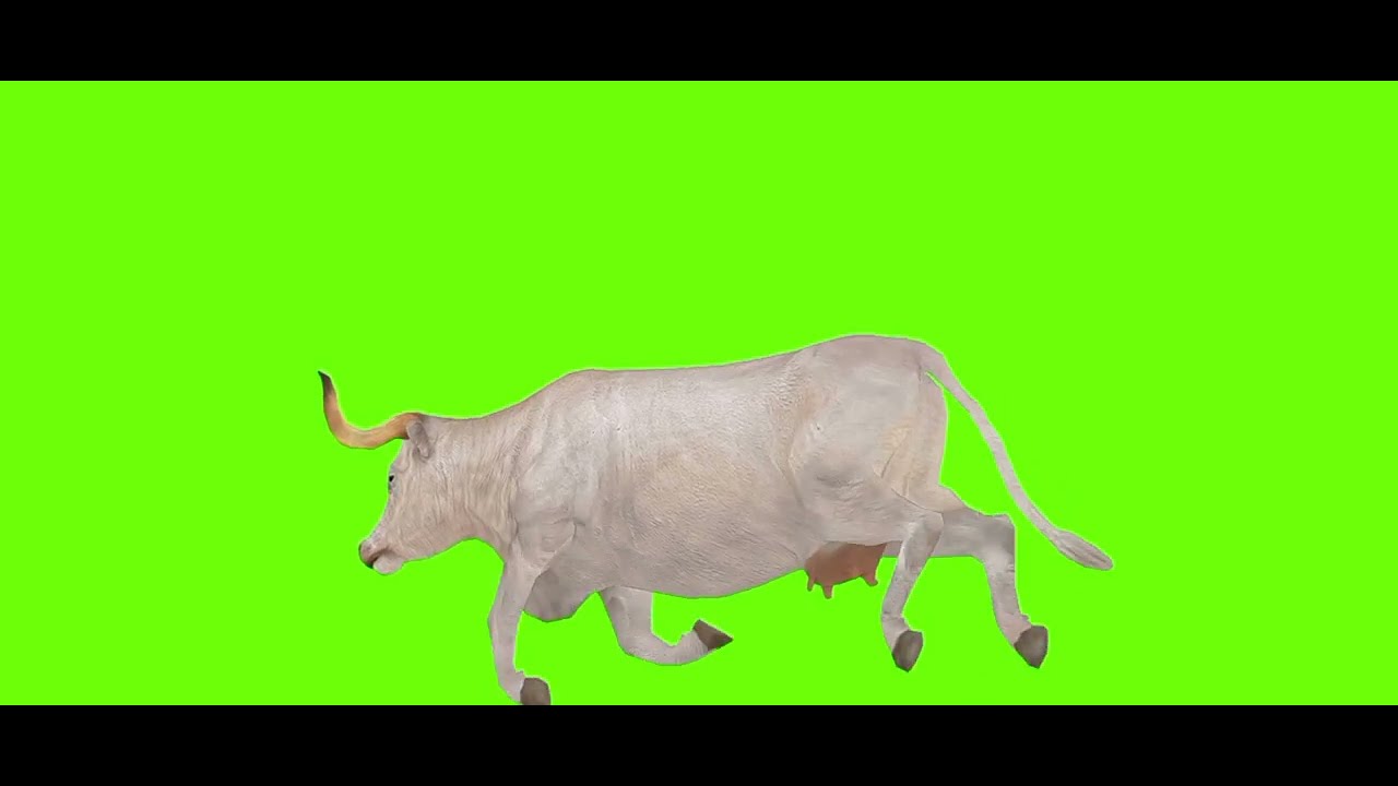 cow on green screen| cow is walking running| green background without ...