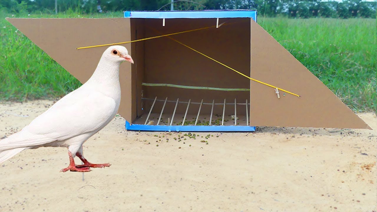 Best Quick Bird Trap Using Vital Cardboard Box And Woods - Best Unique ...