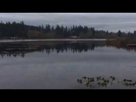 Trumpeter Swans of Sunday Lake Washington State - YouTube