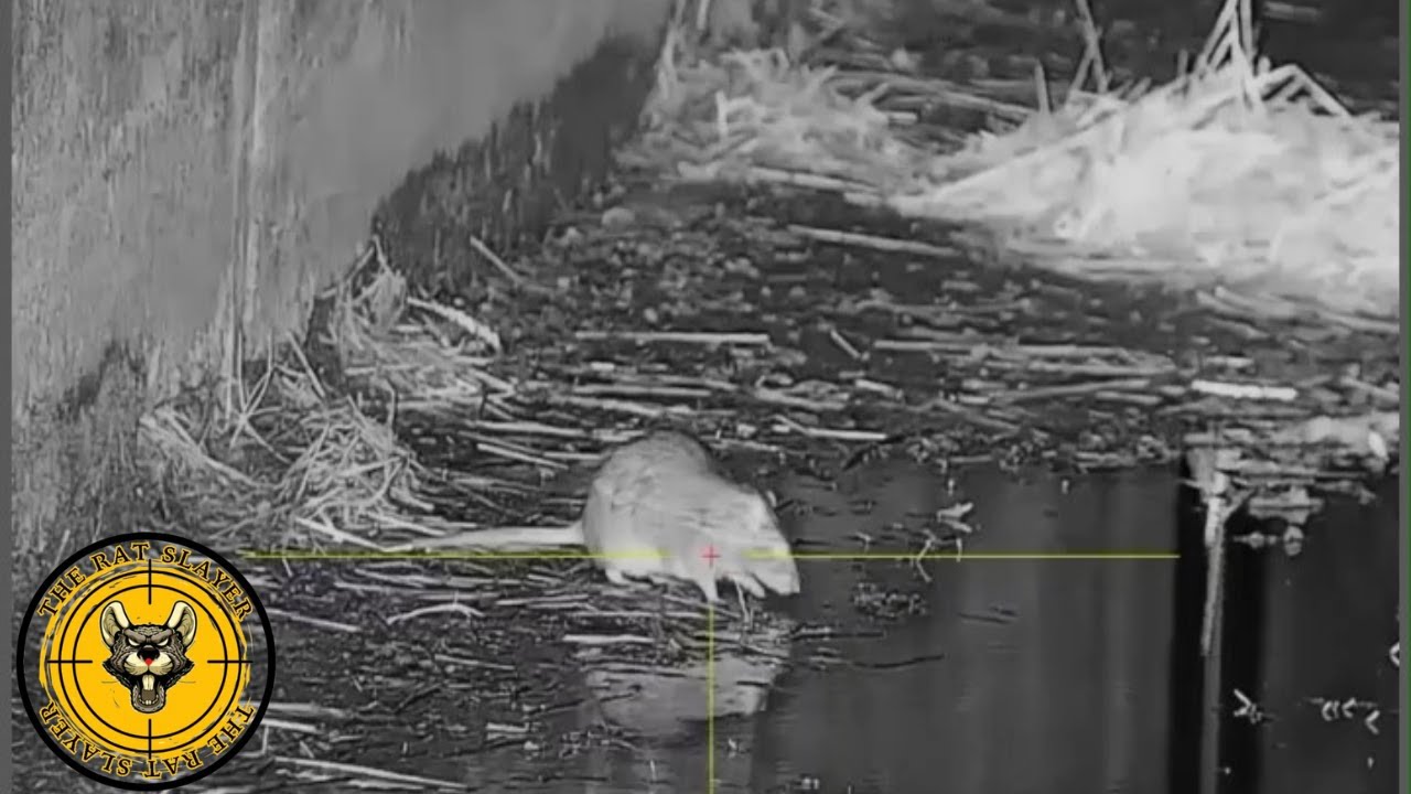 Backyard Rat Shooting at Night | Rat Killing Madness | Farmyard Rat ...