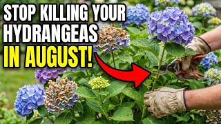 Your Hydrangea Needs This in Every August - Most Gardeners Get It Completely Wrong