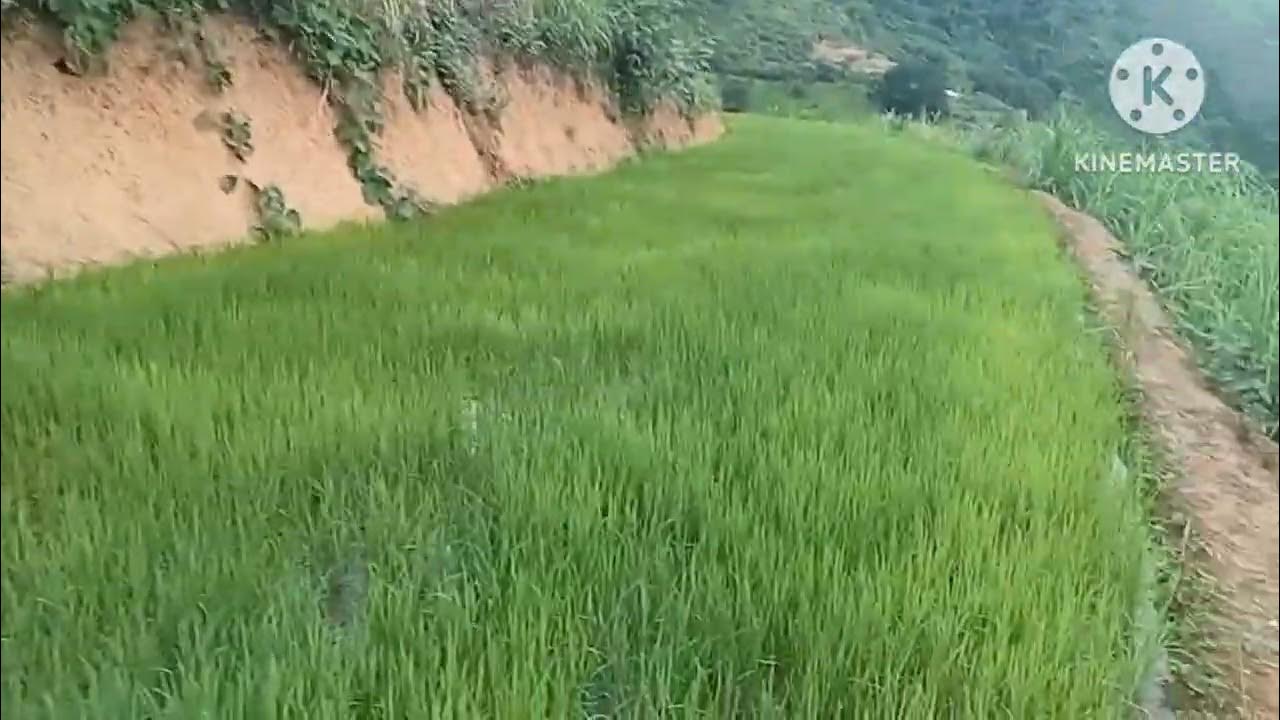 Coj nej nrog kuv mus saib kuv cov liaj os - YouTube