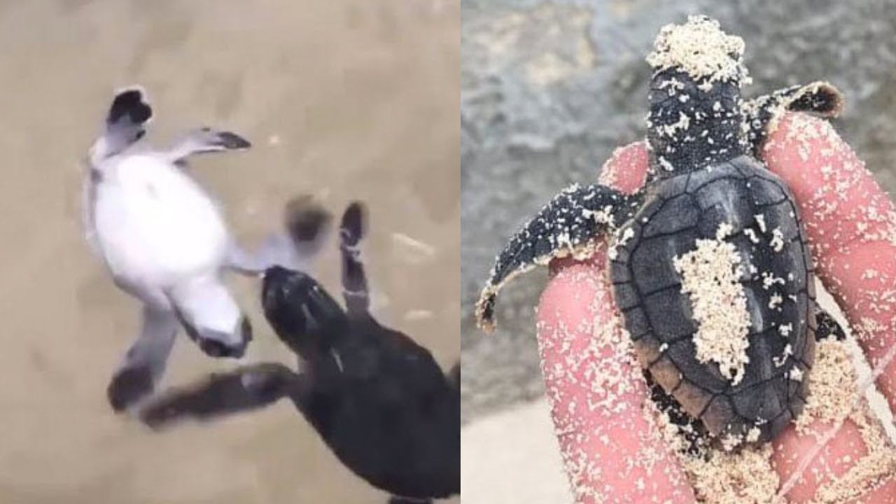 The Dark Truth Behind That Viral Turtle Video - YouTube