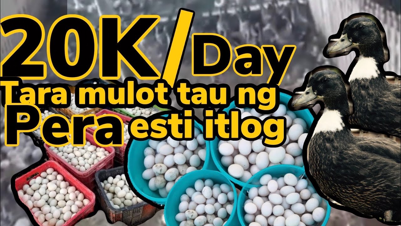 Itikan / ito ang magandan negosyo / egg production / itlog maalat ...