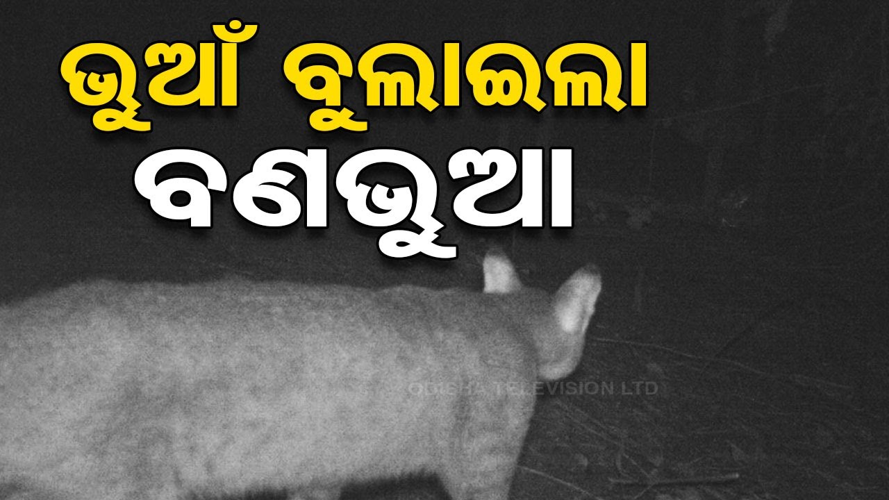 Pictures of Wild Cat Captured on Trap Cameras in Bhubaneswar - YouTube