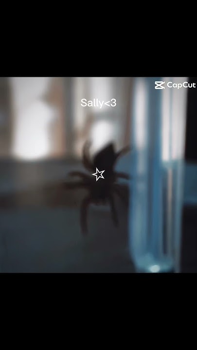Sally:3 my jumping spider - YouTube