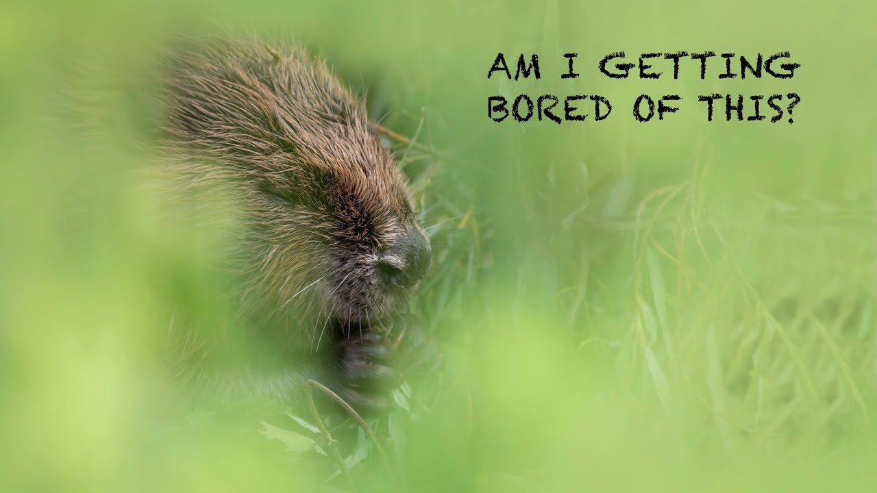 Photographing BEAVERS in Devon with Olly Johnson - YouTube