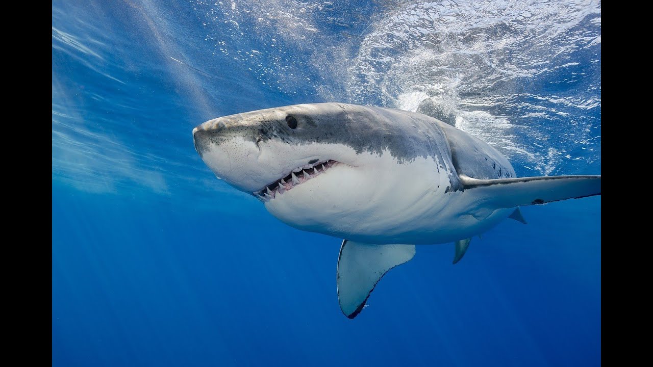 Most Interesting Facts About SHARKS YouTube most-interesting-facts-about-sharks-youtube