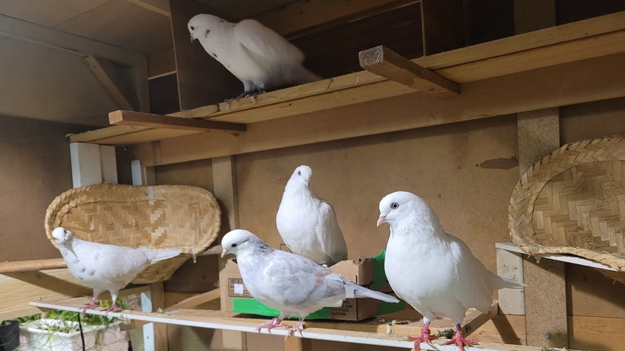 MONITORING MY PIGEONS 31 - YouTube
