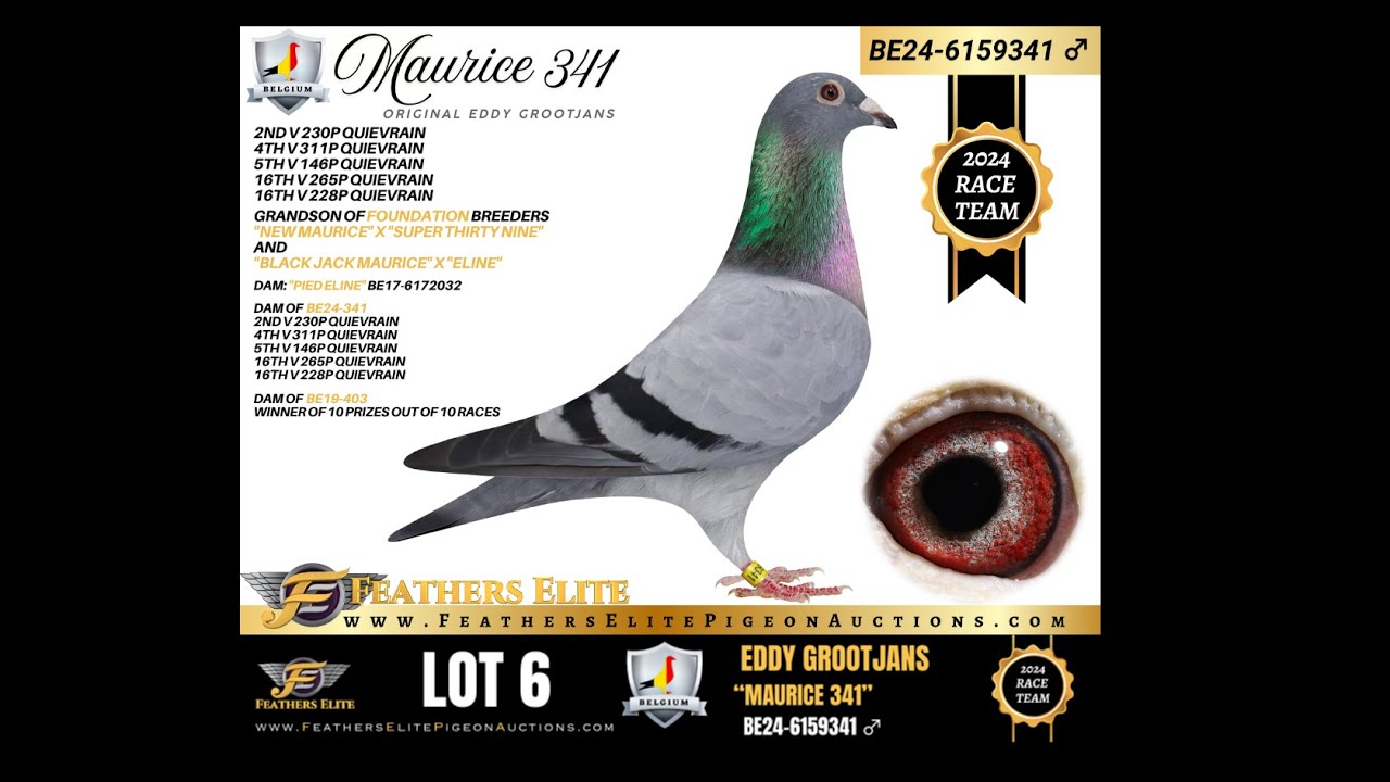 LOT 6-EDDY GROOTJANS-341 - YouTube