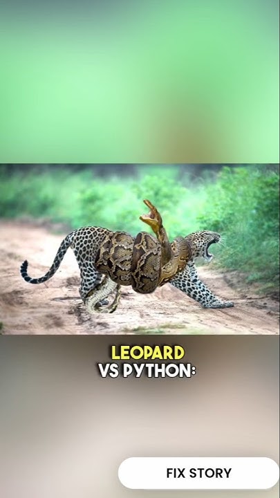 "Leopard vs Python: Jungle Ambush" #YouWontBelieveThis #CaughtOnCamera #MustWatch #UnrealFootage ...