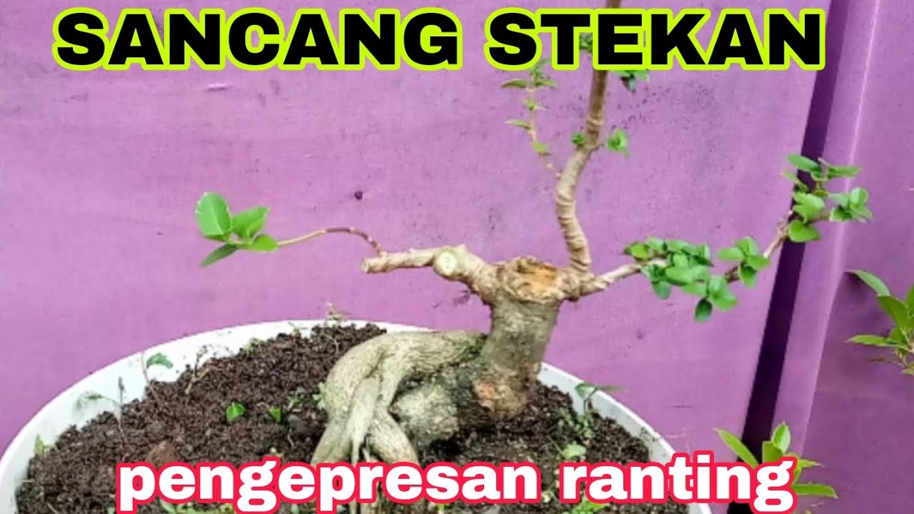 Sancang stekan konsep lanjutan gerak dasar - YouTube