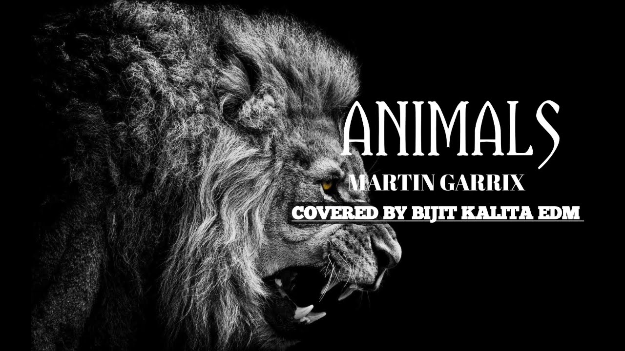 Martin Garrix Animals Wallpaper