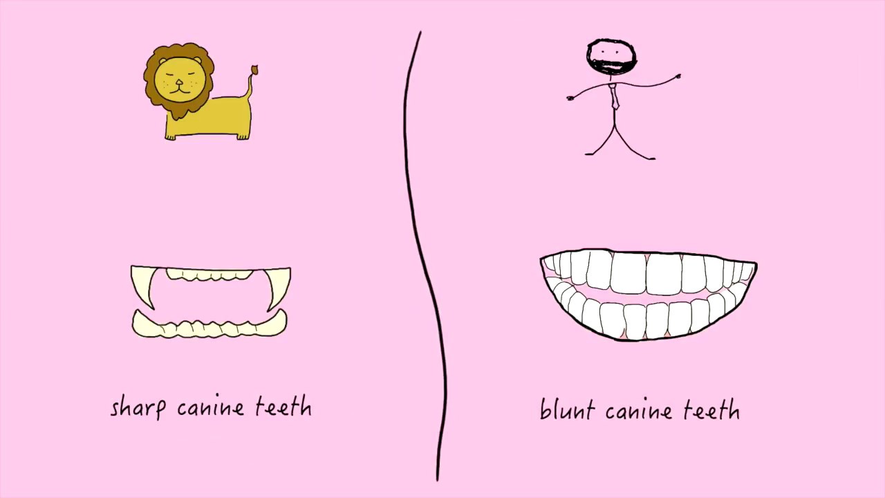 Spot The Difference : Should Humans Eat Meat? - YouTube