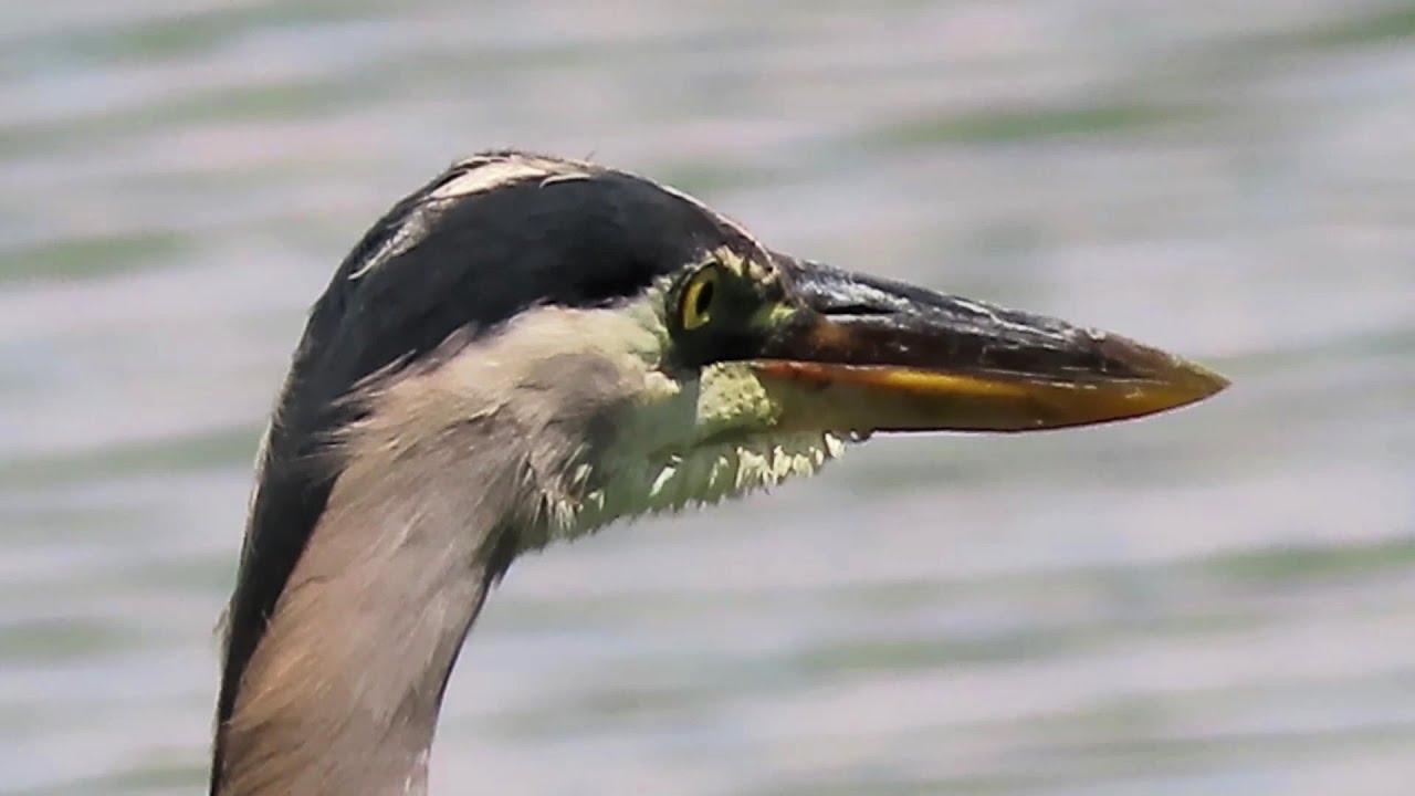 Take a nature walk with me. Variety of wildlife clips with relaxing ...