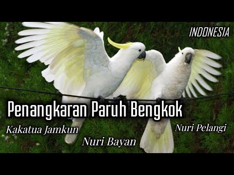Penangkaran Paruh Bengkok Indonesai " Parrot" - YouTube