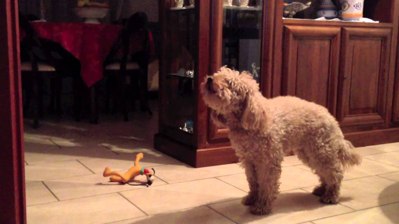 Poodle howl, Barboncino che ulula - YouTube