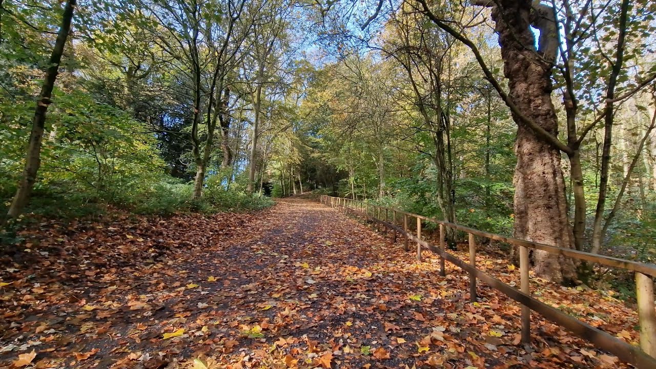 Golden Autumn Forest Walk in 4K - No Copyright Video | Relaxing Fall ...