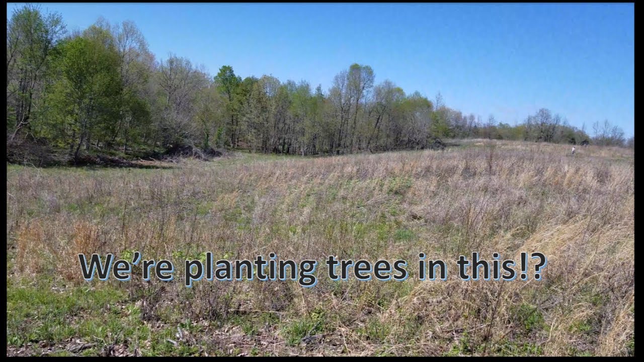 Project 211 Lob Lolly Tree planting VLOG; How's it going so far?? 04-28 ...