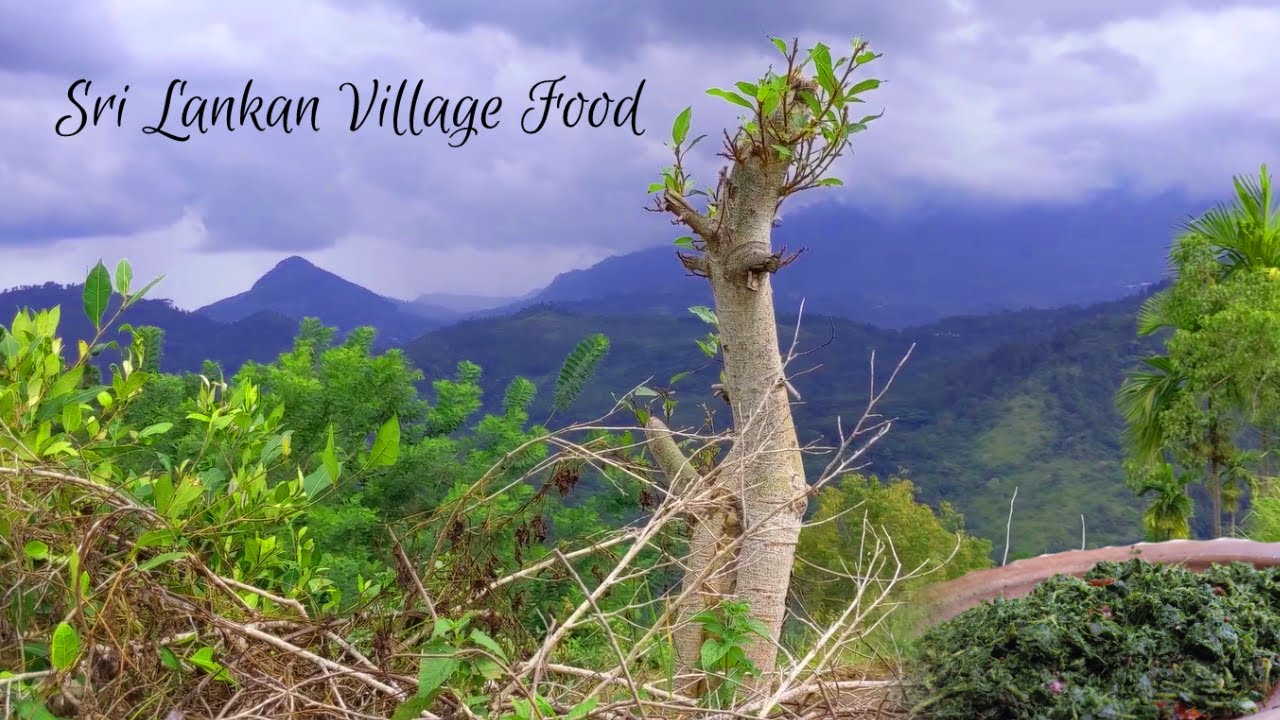 මඤ්ඤොක්කා කොළ මැල්ලුම | Cassava leaves mallum | manioc recipe ...