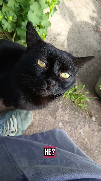 Having a chat with my little black cat. Just don't mention Teddy. - YouTube