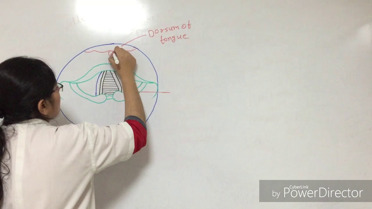 Indirect Laryngeal Examination (IDLE) - YouTube
