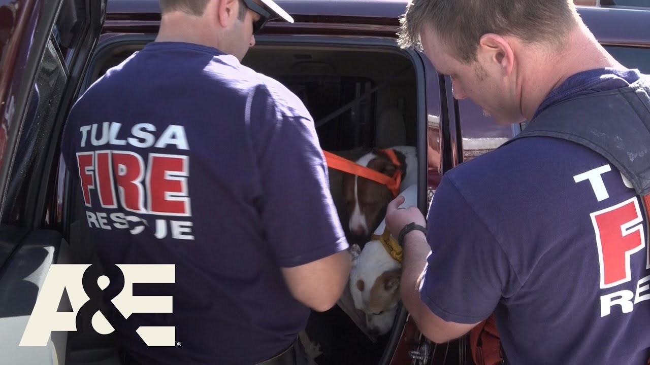 Live Rescue: Save the Pitbulls (Season 1) | A&E - YouTube