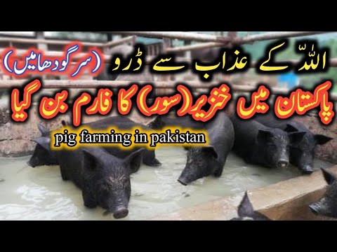 pig (suar) farming in pakistan | first pig farm in sargodha pakistan | پاکستان میں سور کی فارمنگ ...