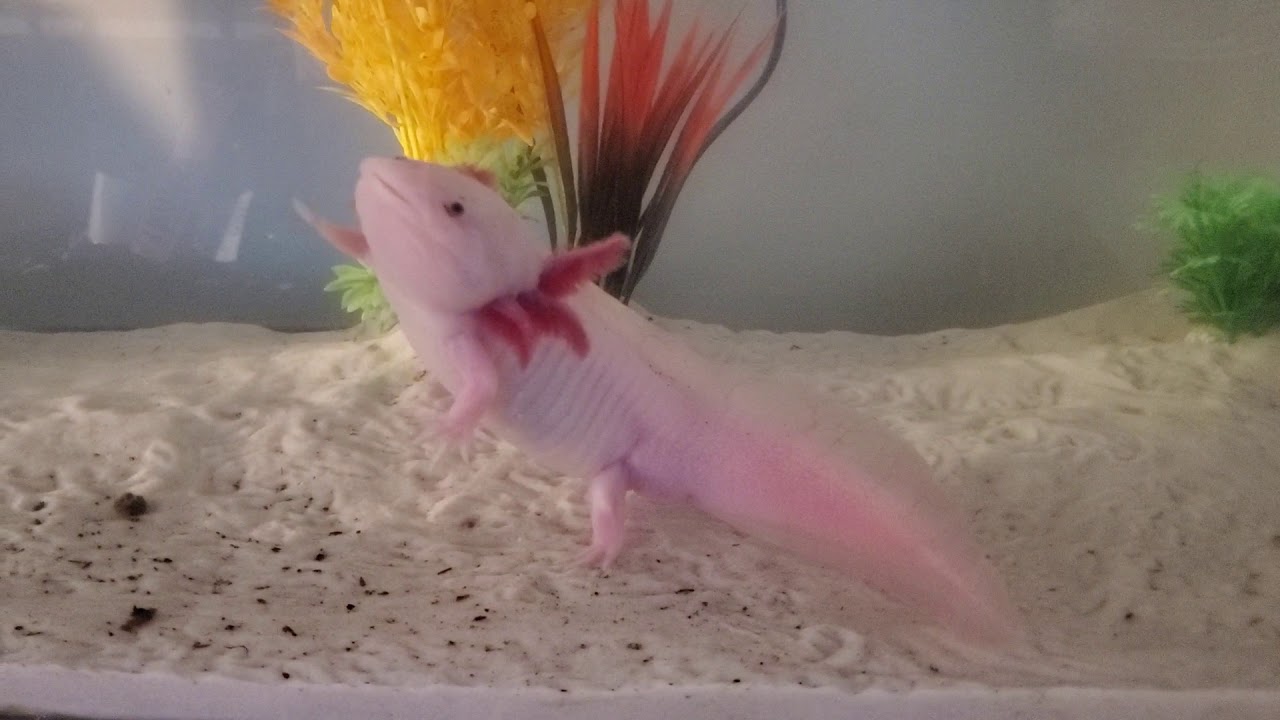 Largest Axolotl compared to Normal size adult - YouTube