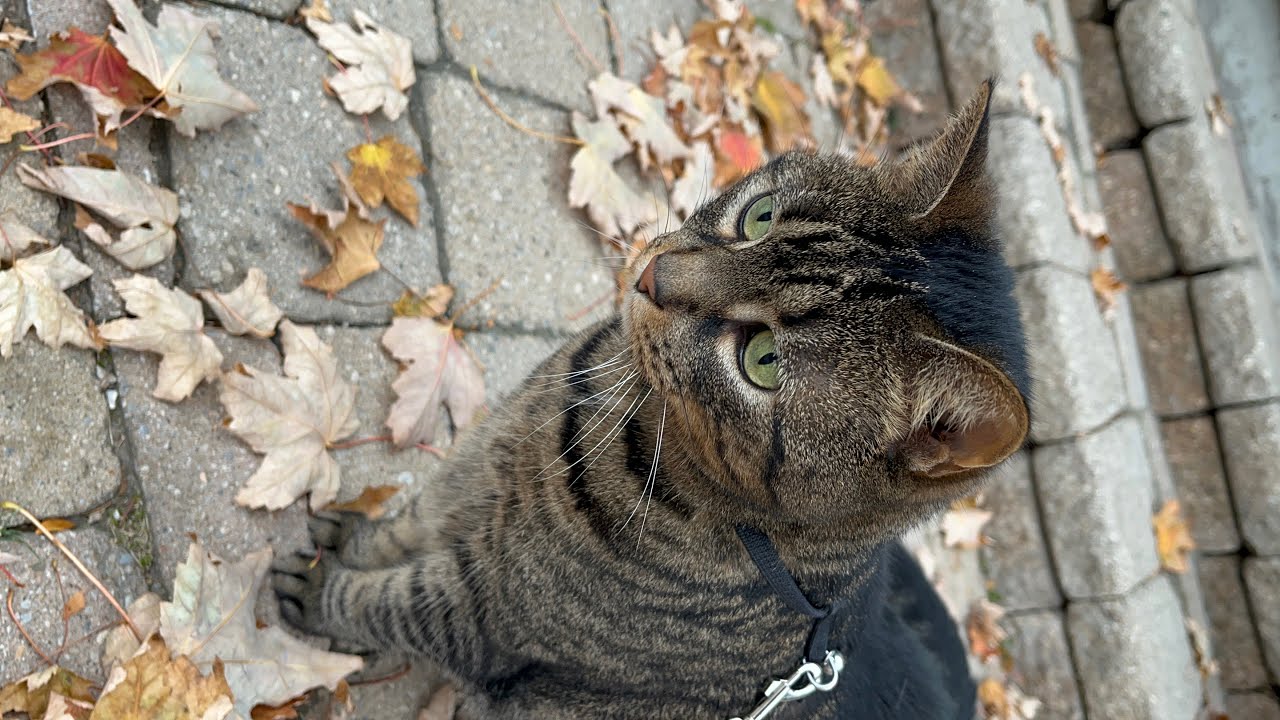 Cute cat enjoying Fall. Miss Winnie The Cat enjoying the Fall weather ...
