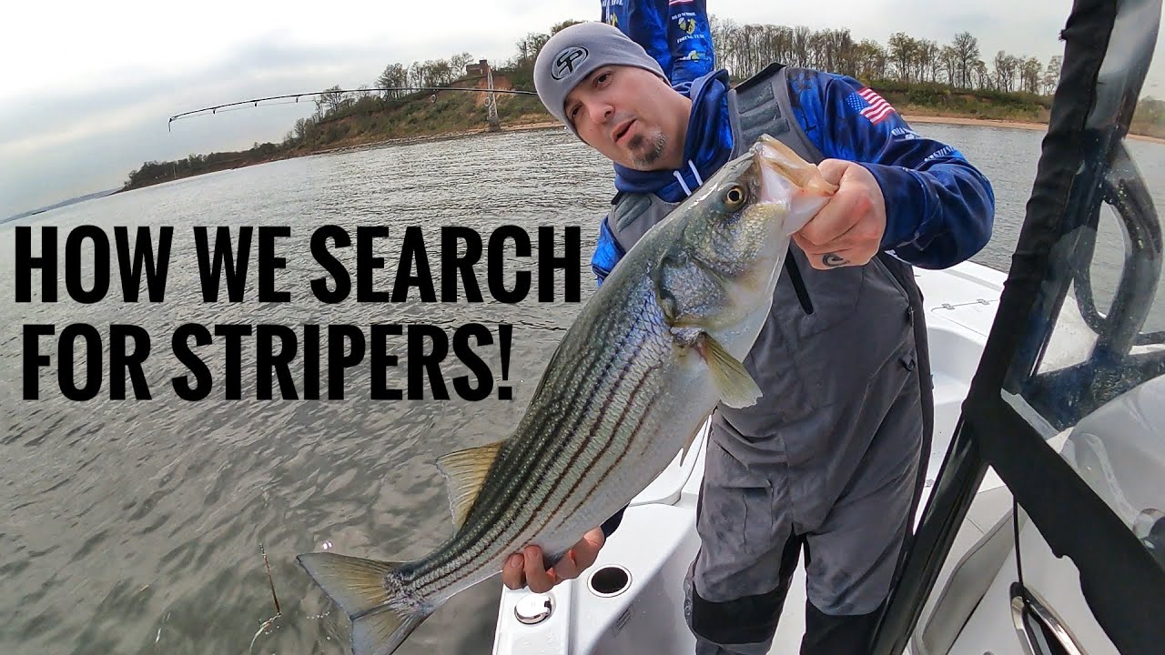 How to find Stripers! Super simple! Striped Bass are always on the move ...