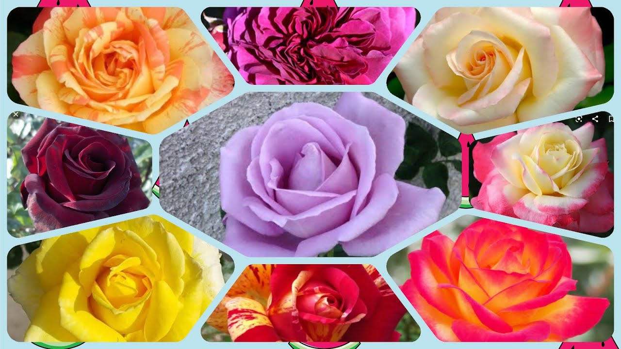 Different Type Of Tea Roses