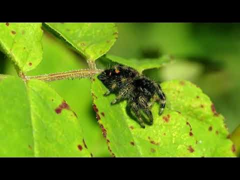 Welcome to the World of Jumping Spiders - YouTube