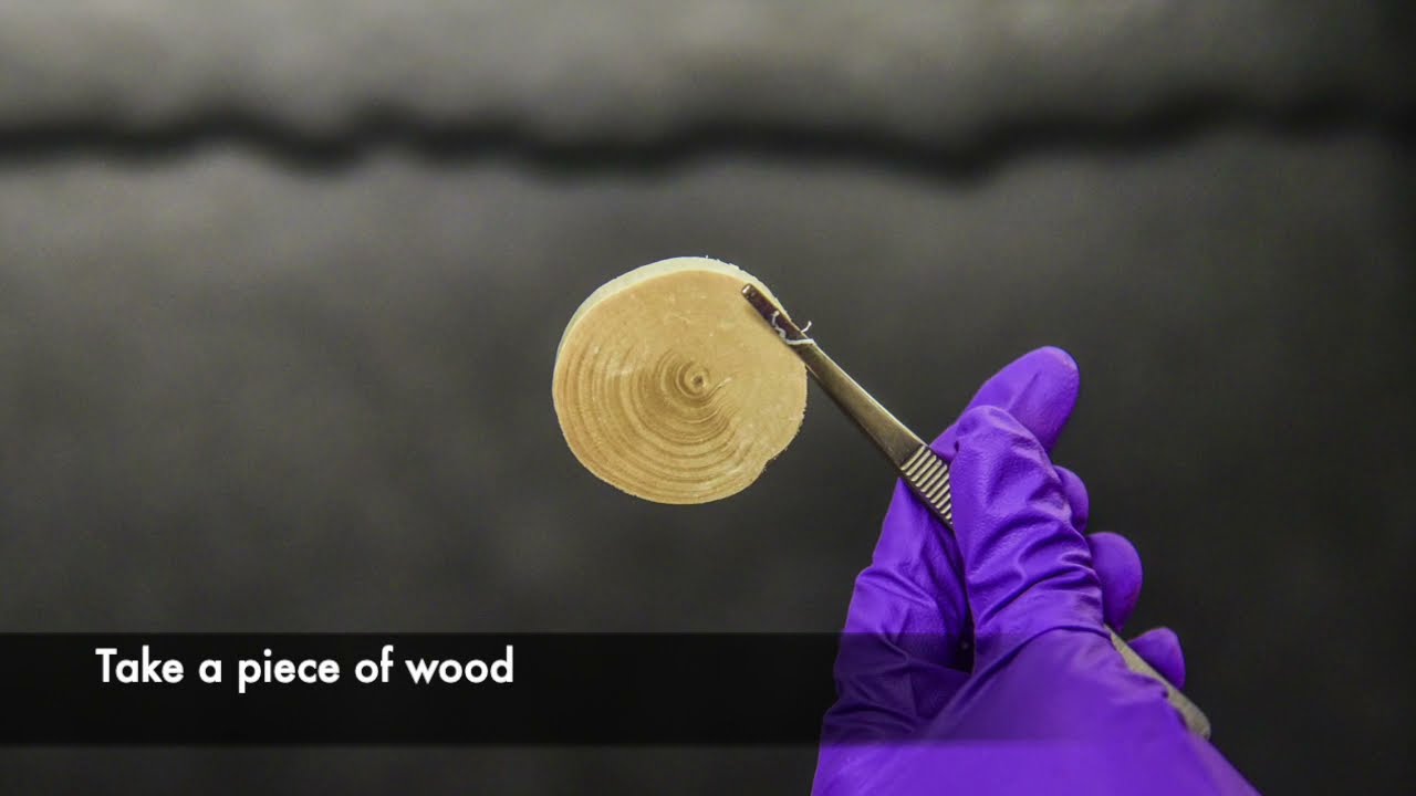 Process for xylem filter manufacture - YouTube