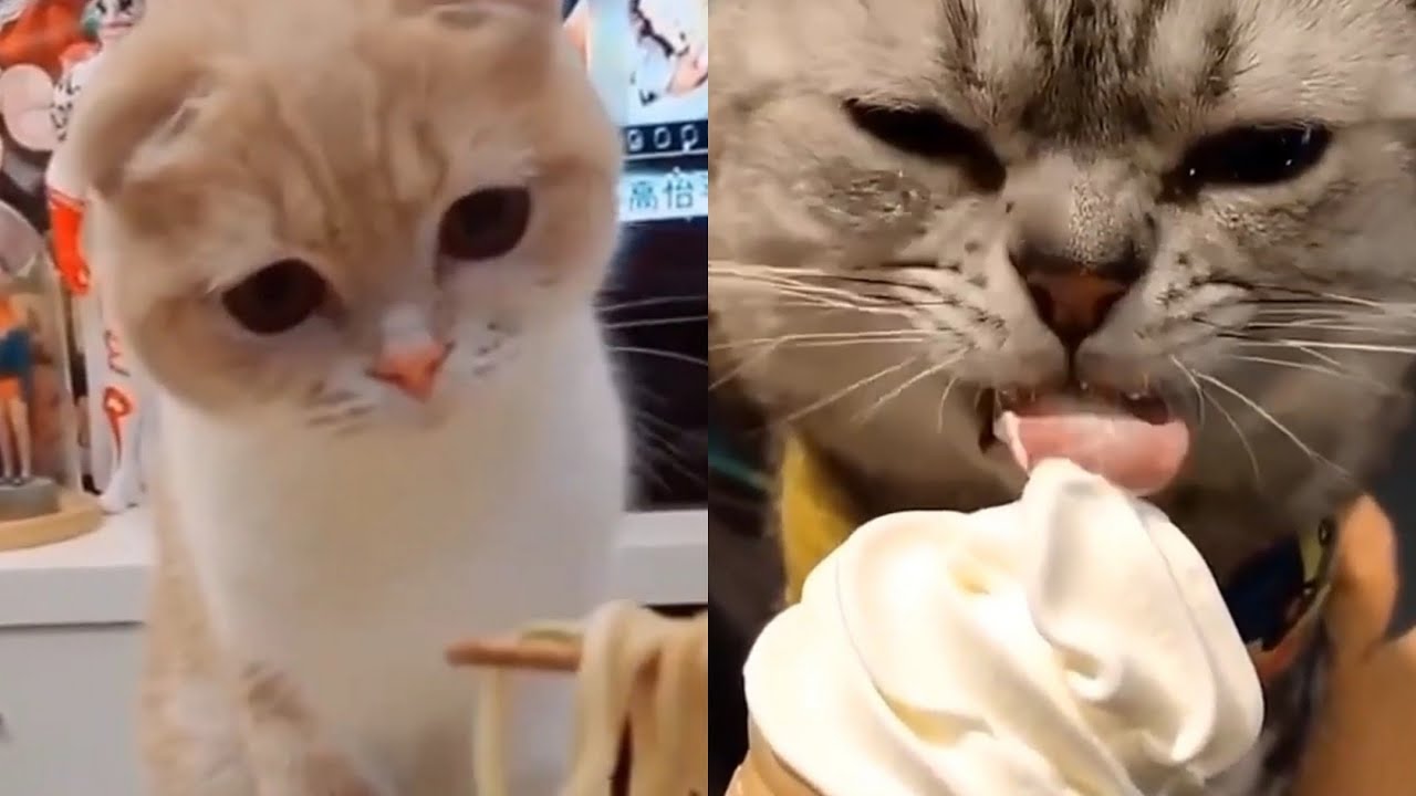 Cats doing funny things - YouTube