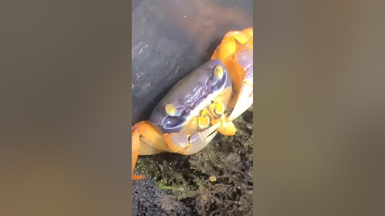 레인보우크랩 감마루스 먹방 ㅣ Rainbow Crab Eating Show Youtube